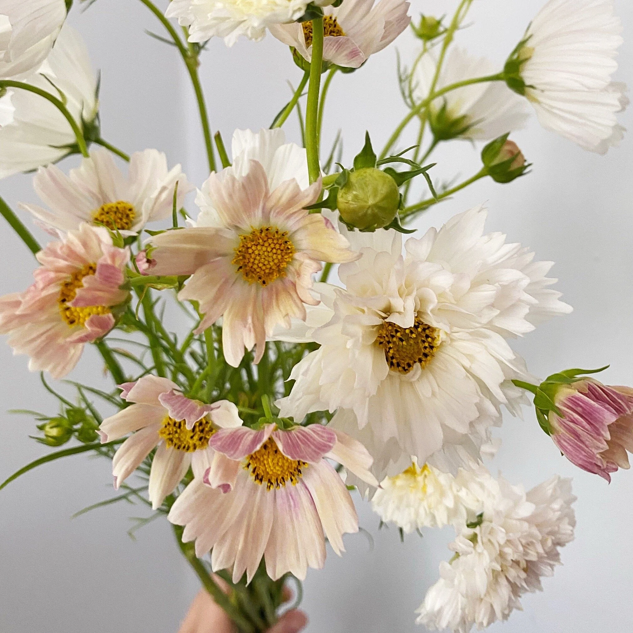 Beatrice Flower's Instagram, Twitter & Facebook on IDCrawl