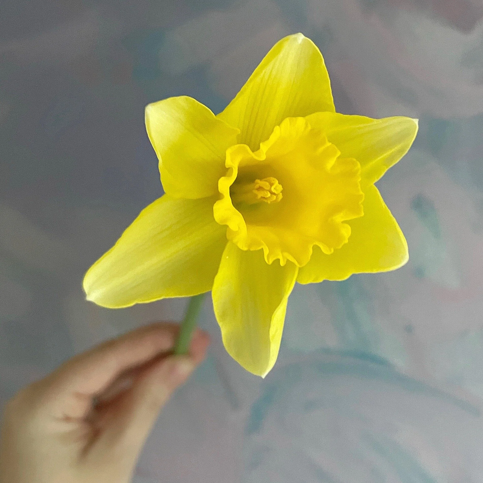 March Magic Bouquet — Atelier Ashley Flowers