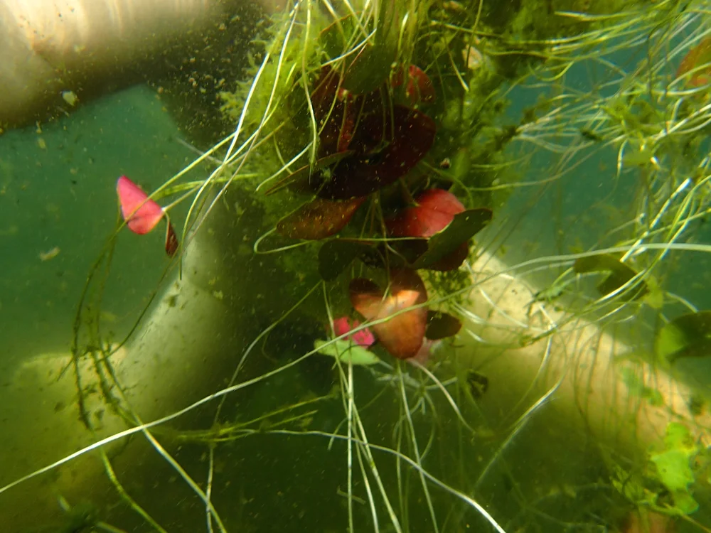 Richard Silberman — Wellfleet Preservation Hall