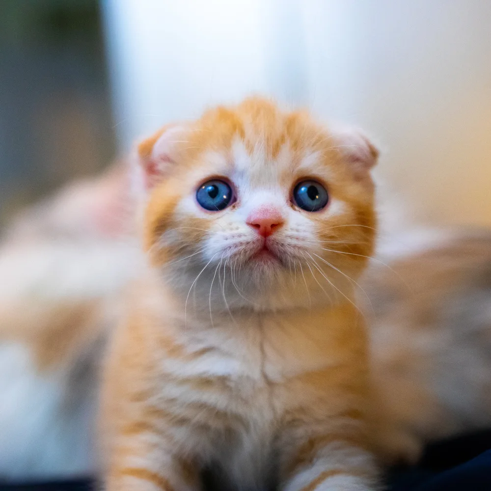 Orange Scottish Fold Kitten