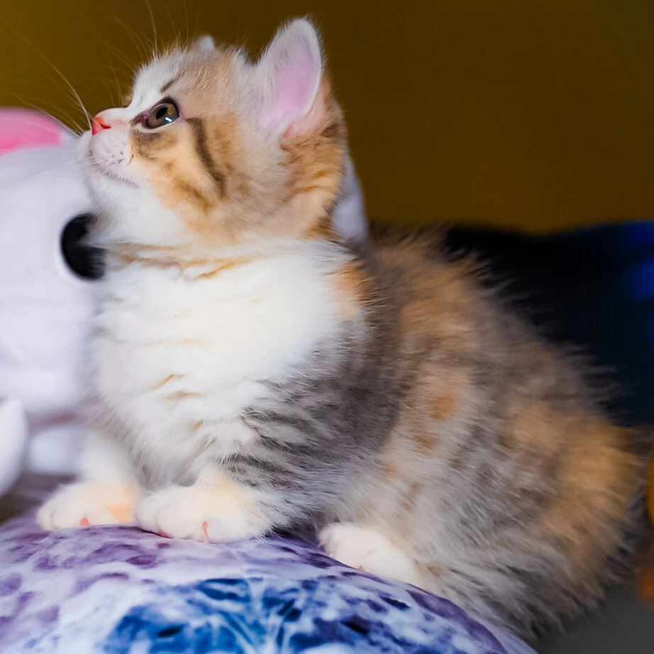 Baby Munchkin Kitten