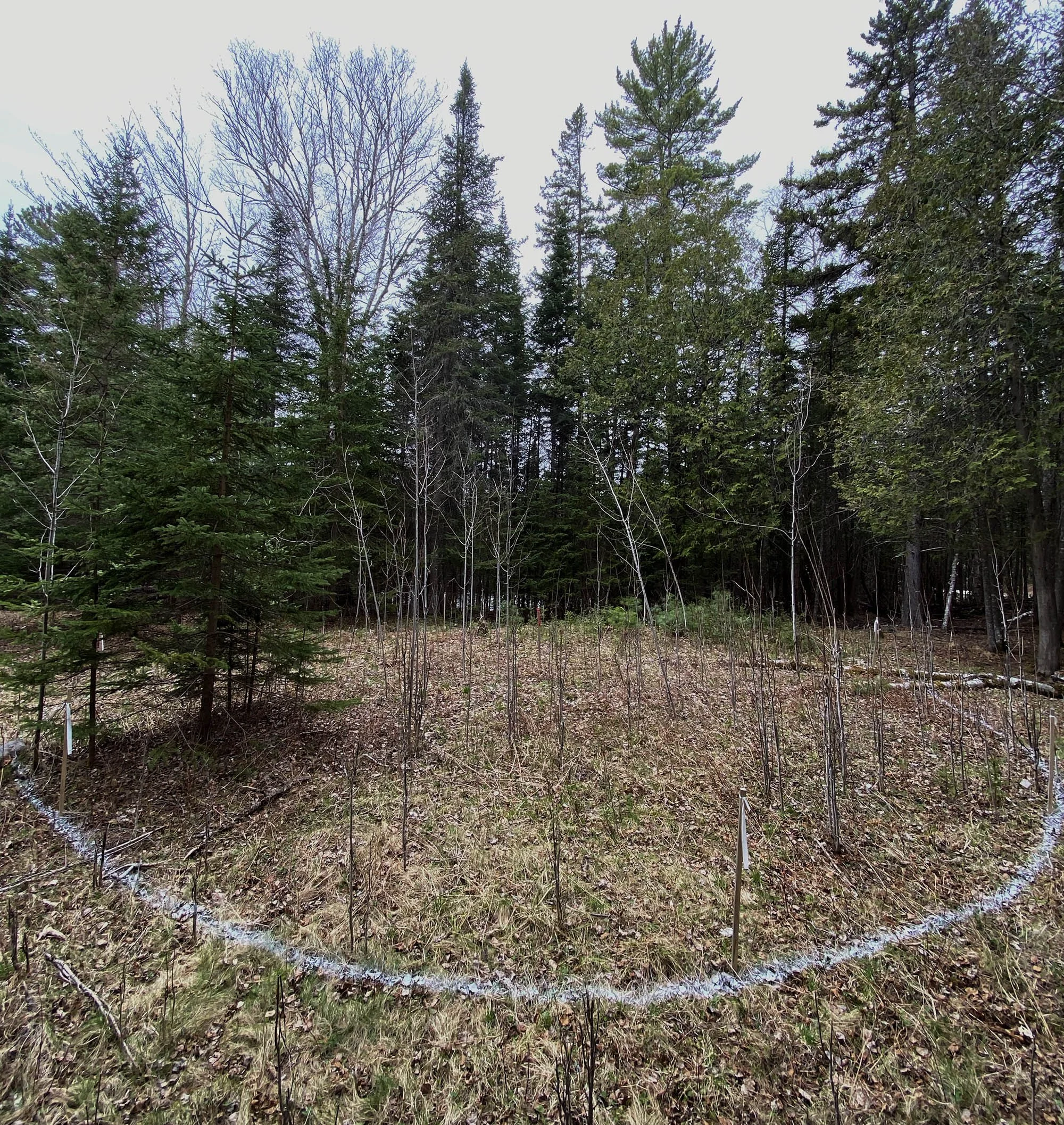 A Meditative Labyrinth Immersed in the Forest — Joshua Tompkins ...
