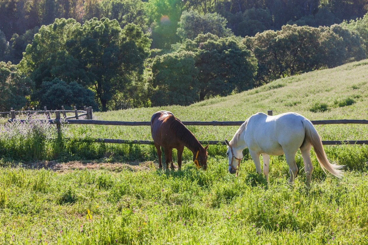 Discover El Cortijo del Moro in Andalusia, Spain — Francis York