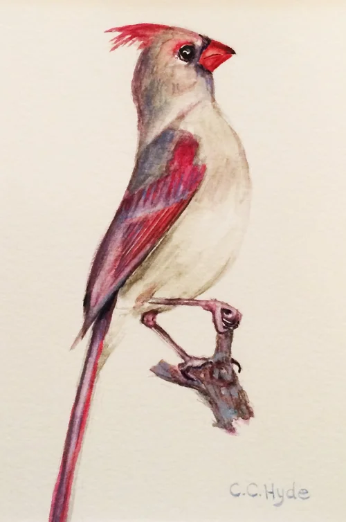 Female Cardinal Drawing