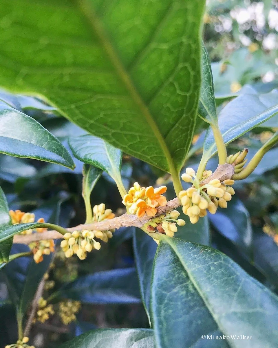 Fragrant Olive / 金木犀 — MINAKO WALKER