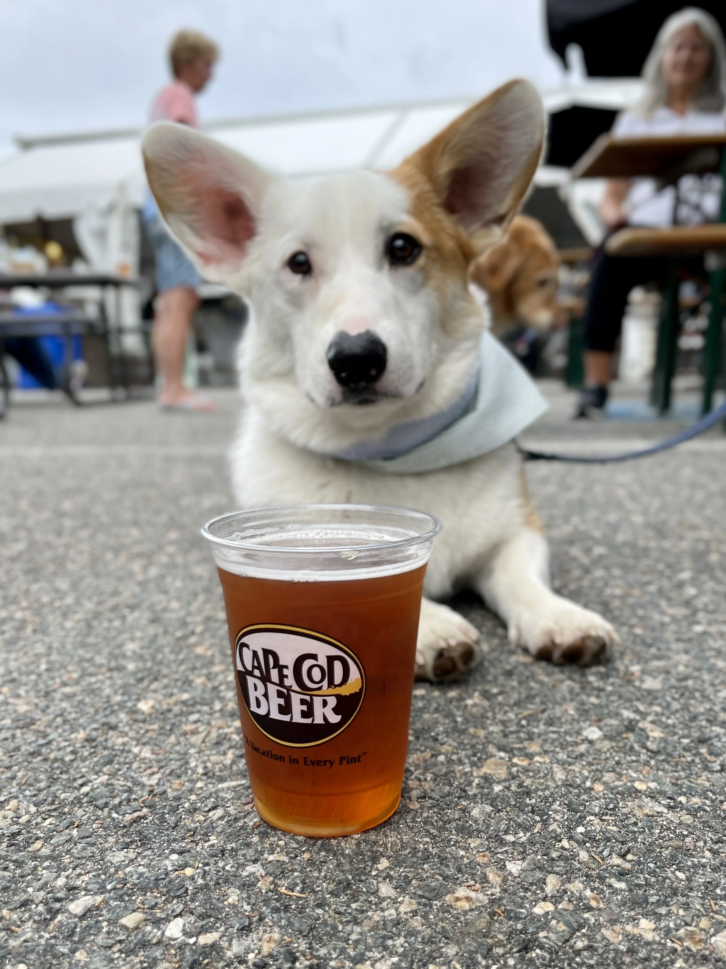 The MBG Member Guide to Dog-Friendly Breweries in Massachusetts ...