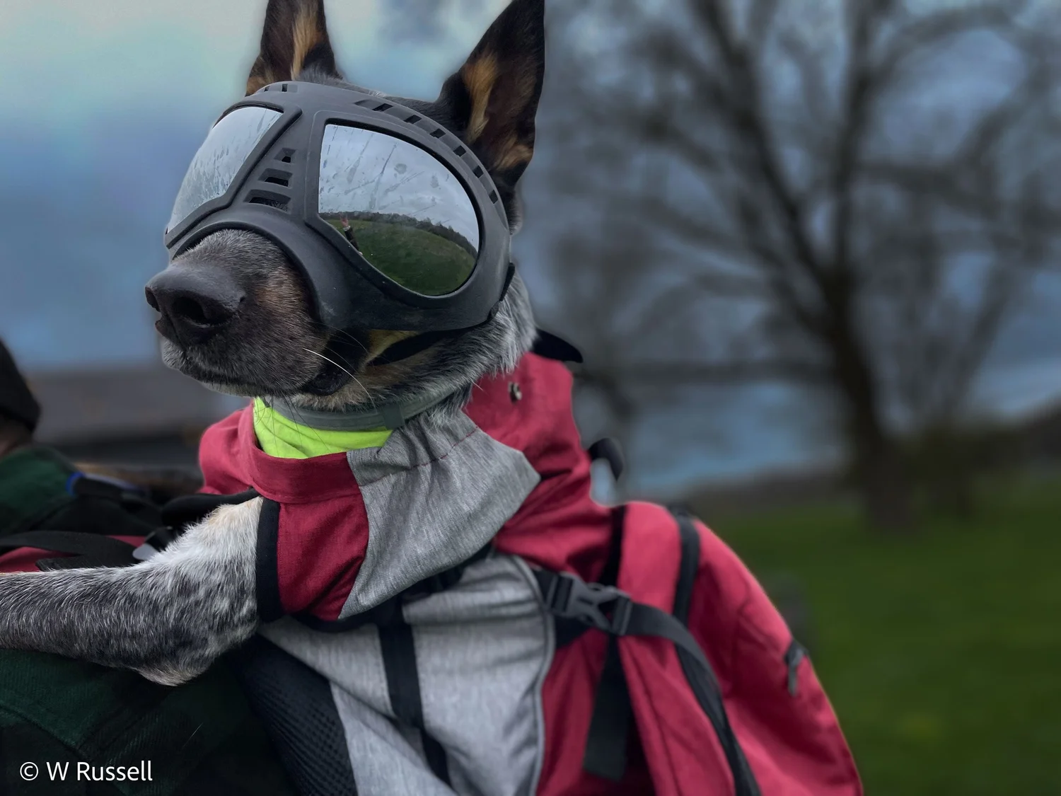 The MBG Member Guide to Dog-Friendly Breweries in Massachusetts ...