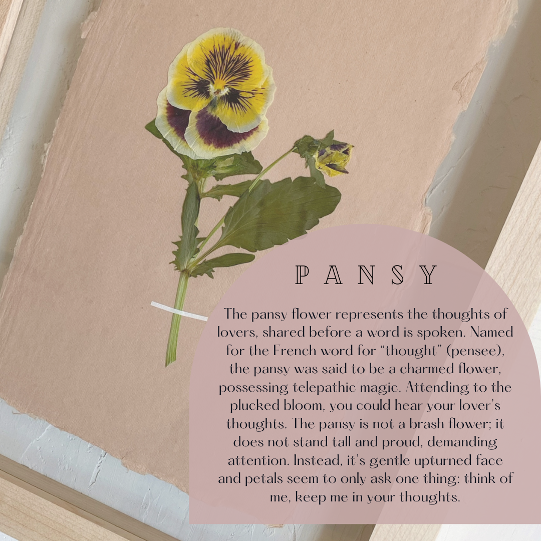 Pansy Flower Meaning