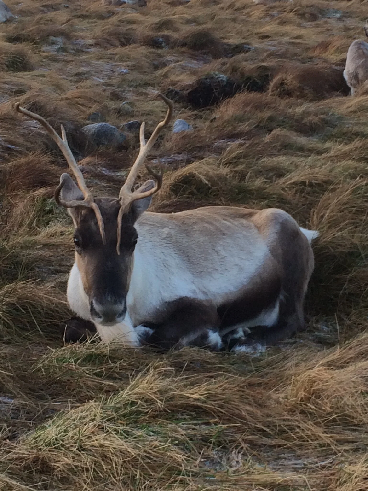 Cairngorm Reindeer Centre — Scotland Car Tours