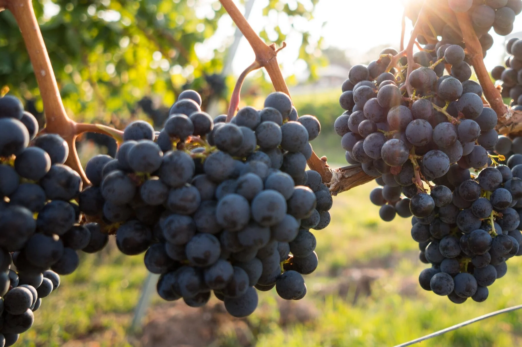 Concord Grape Cider | Portland Cider Company