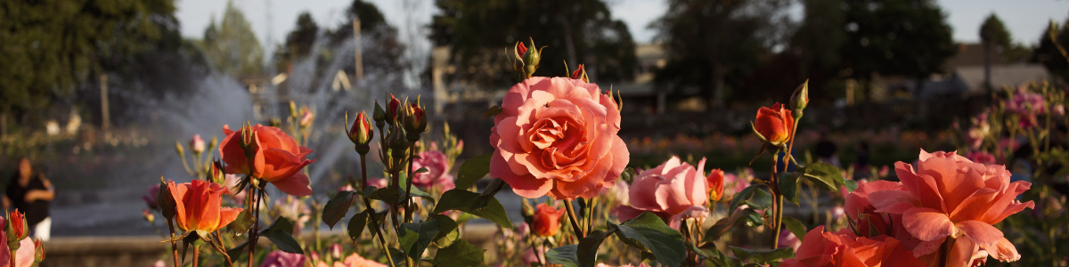 Portland Cider Co. 3 Days In Portland Staycation Sweepstakes — Portland ...