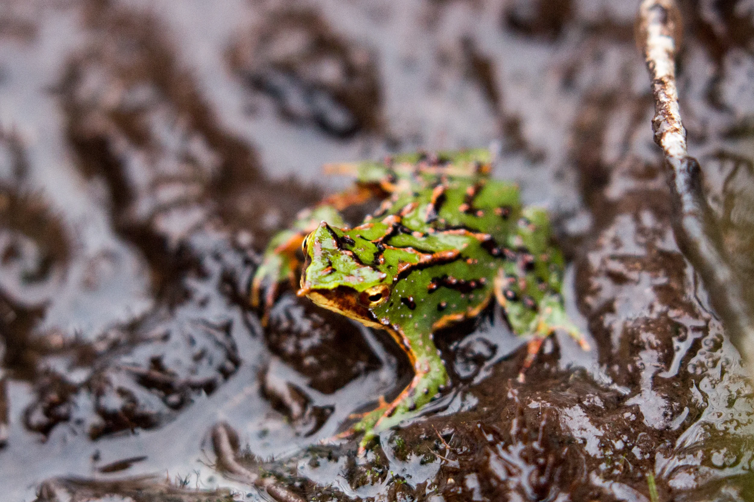PATAGONIA'S BIODIVERSITY: Photographs of Southern Chile's Wild Fauna ...