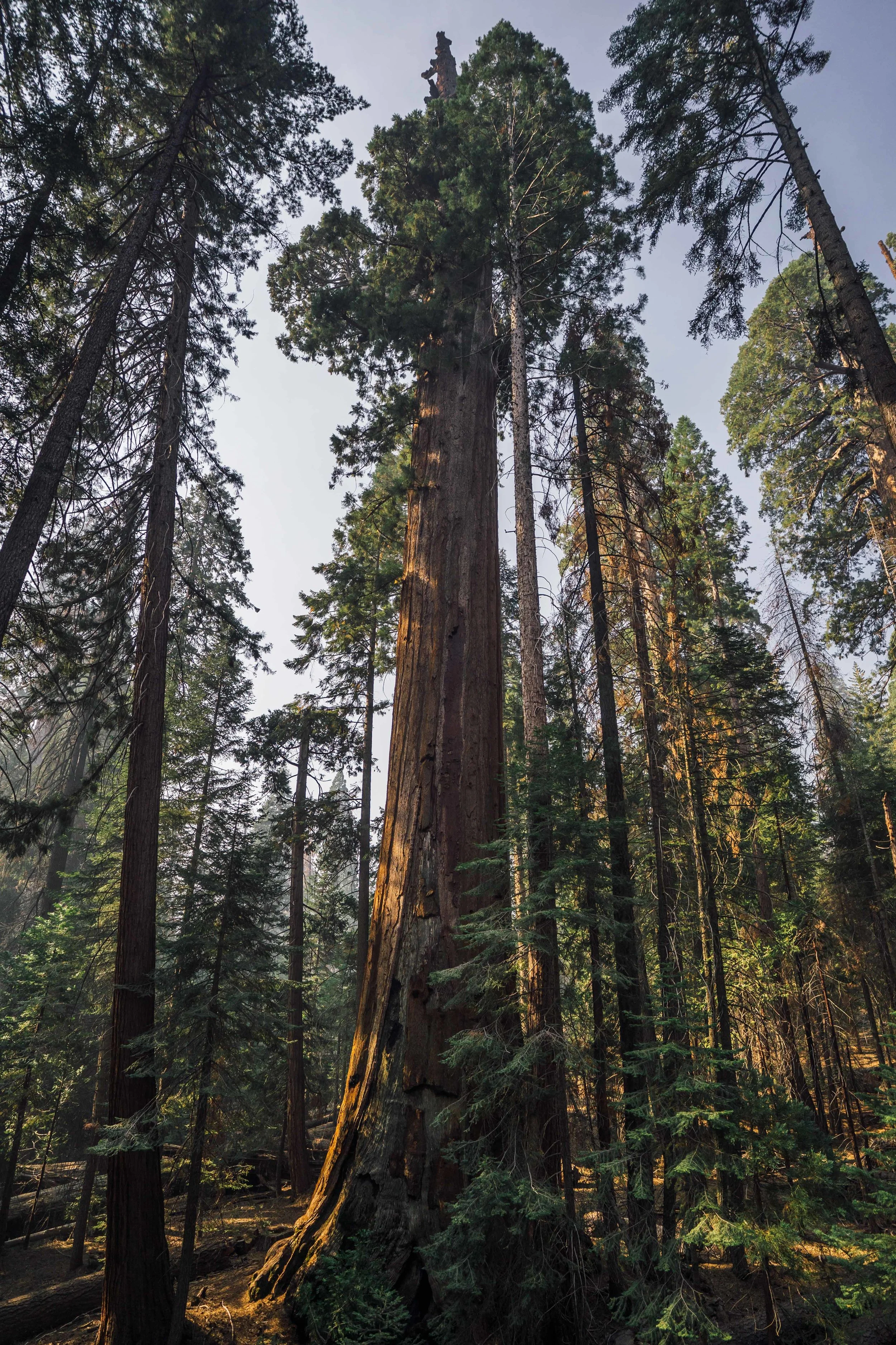 Giant Sequoia — Conservation Atlas