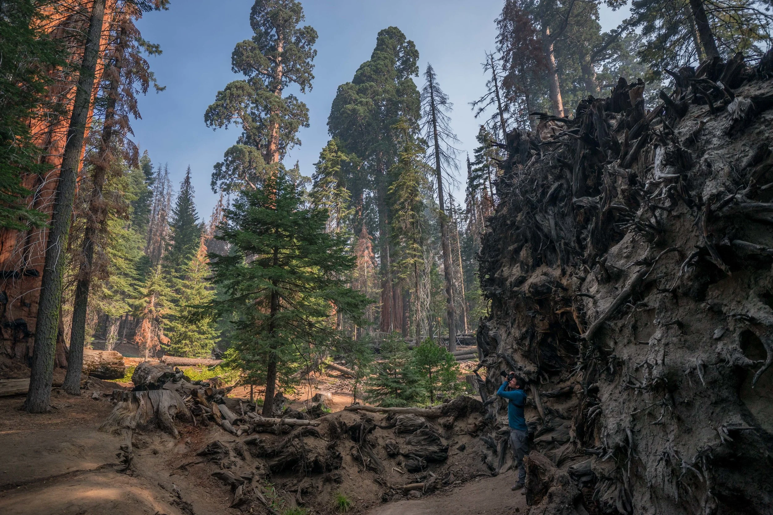 Giant Sequoia — Conservation Atlas