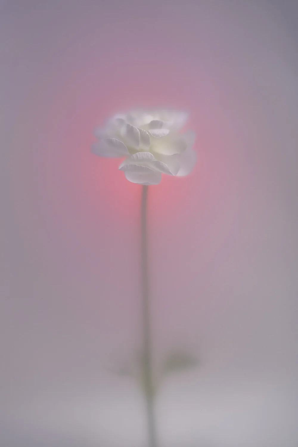 Plastic Flowers — Brian Kaiser