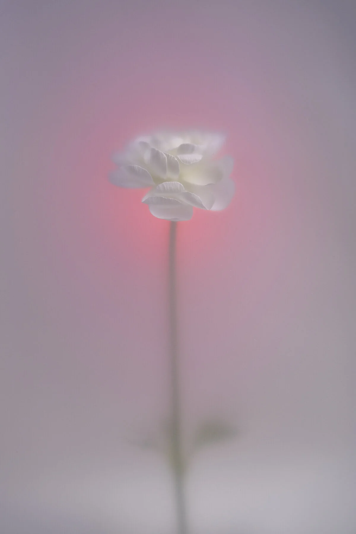 Plastic Flowers — Brian Kaiser