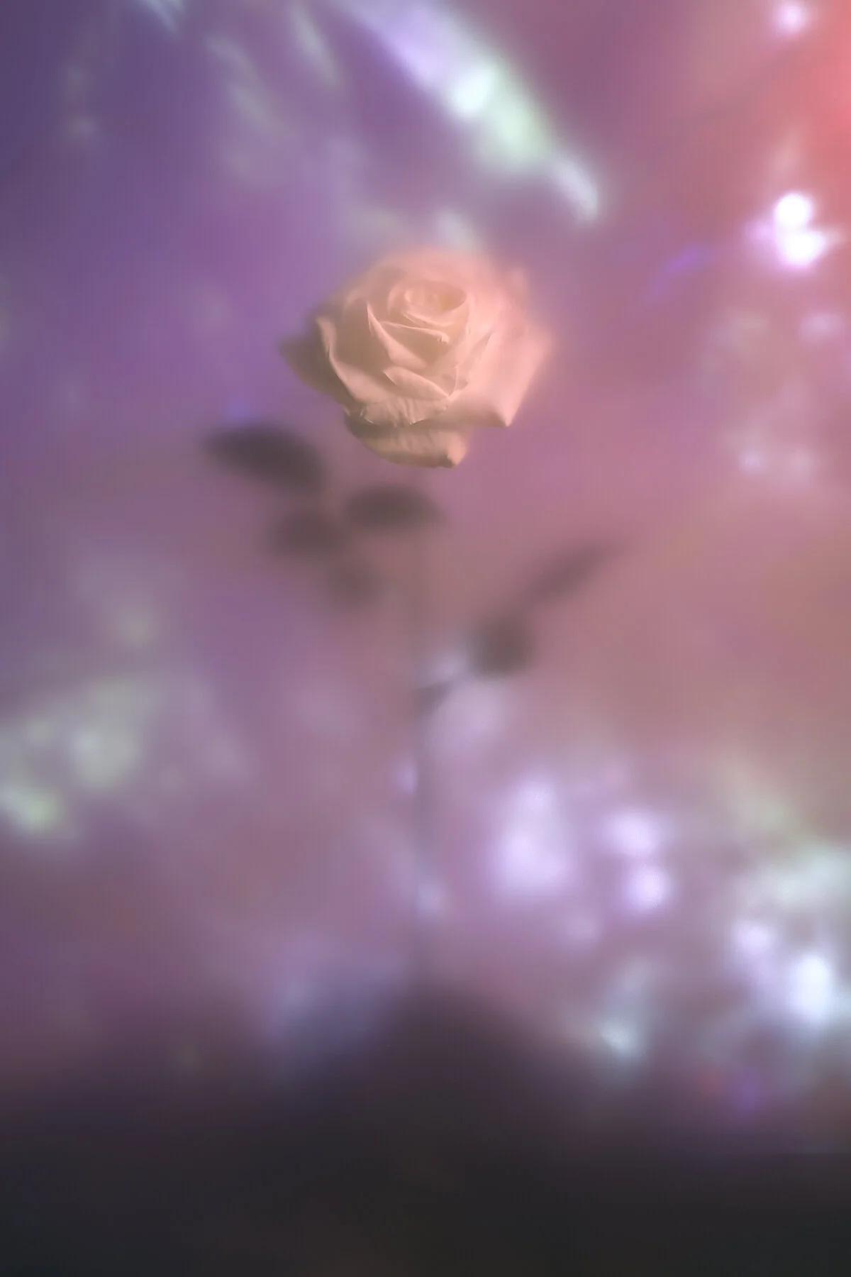 Plastic Flowers — Brian Kaiser