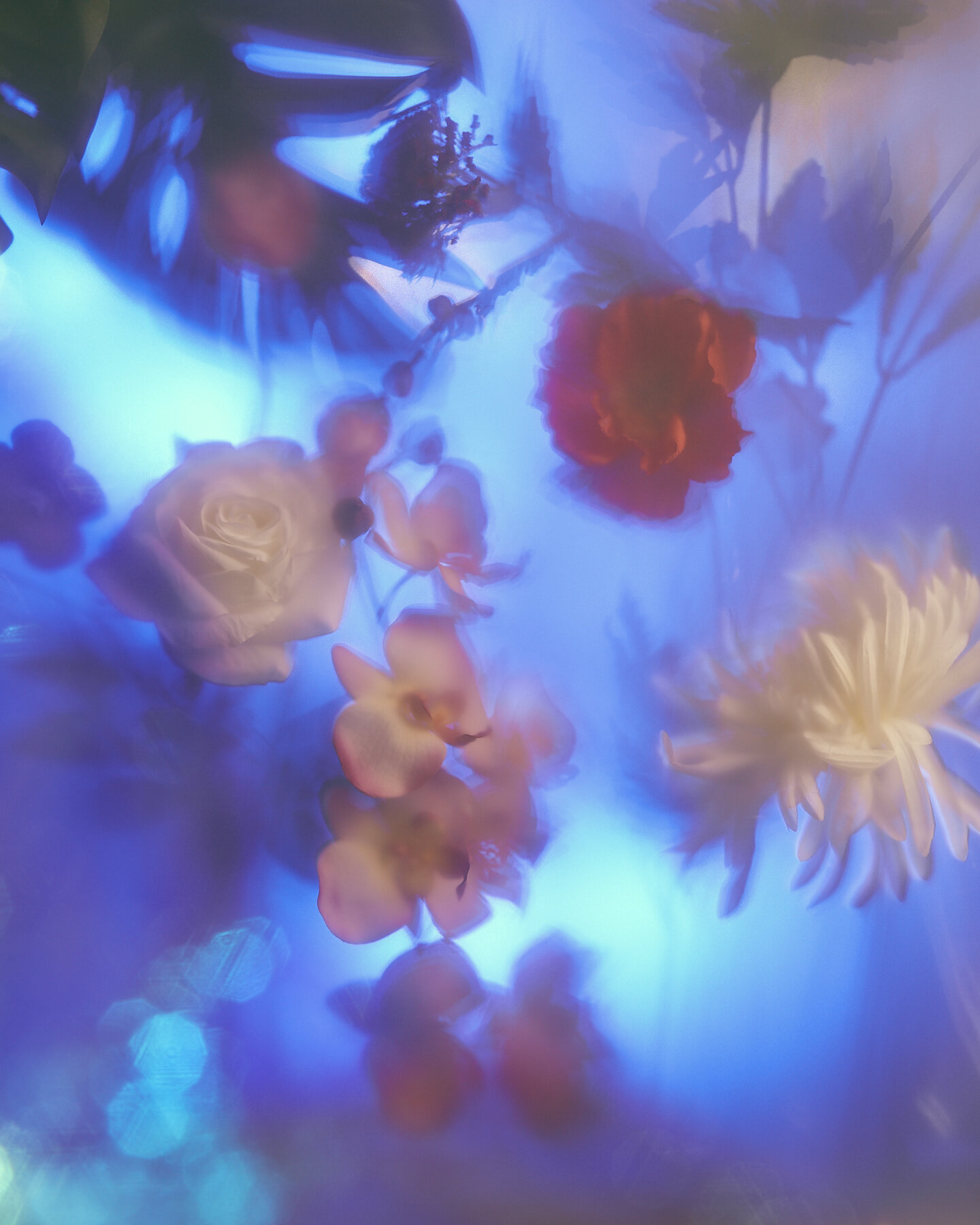 Plastic Flowers — Brian Kaiser