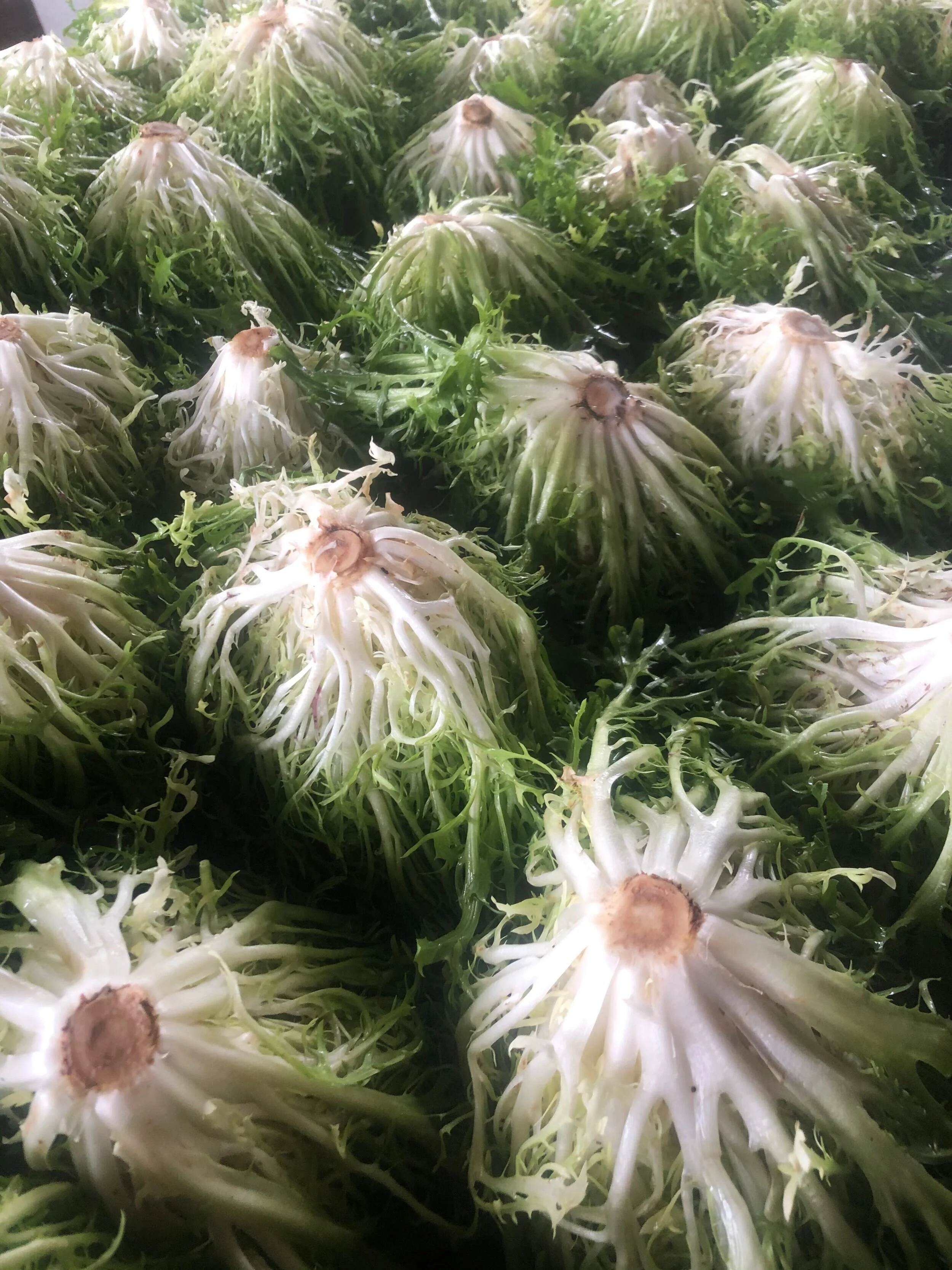 Shop — Lil' FarmLil' Farm