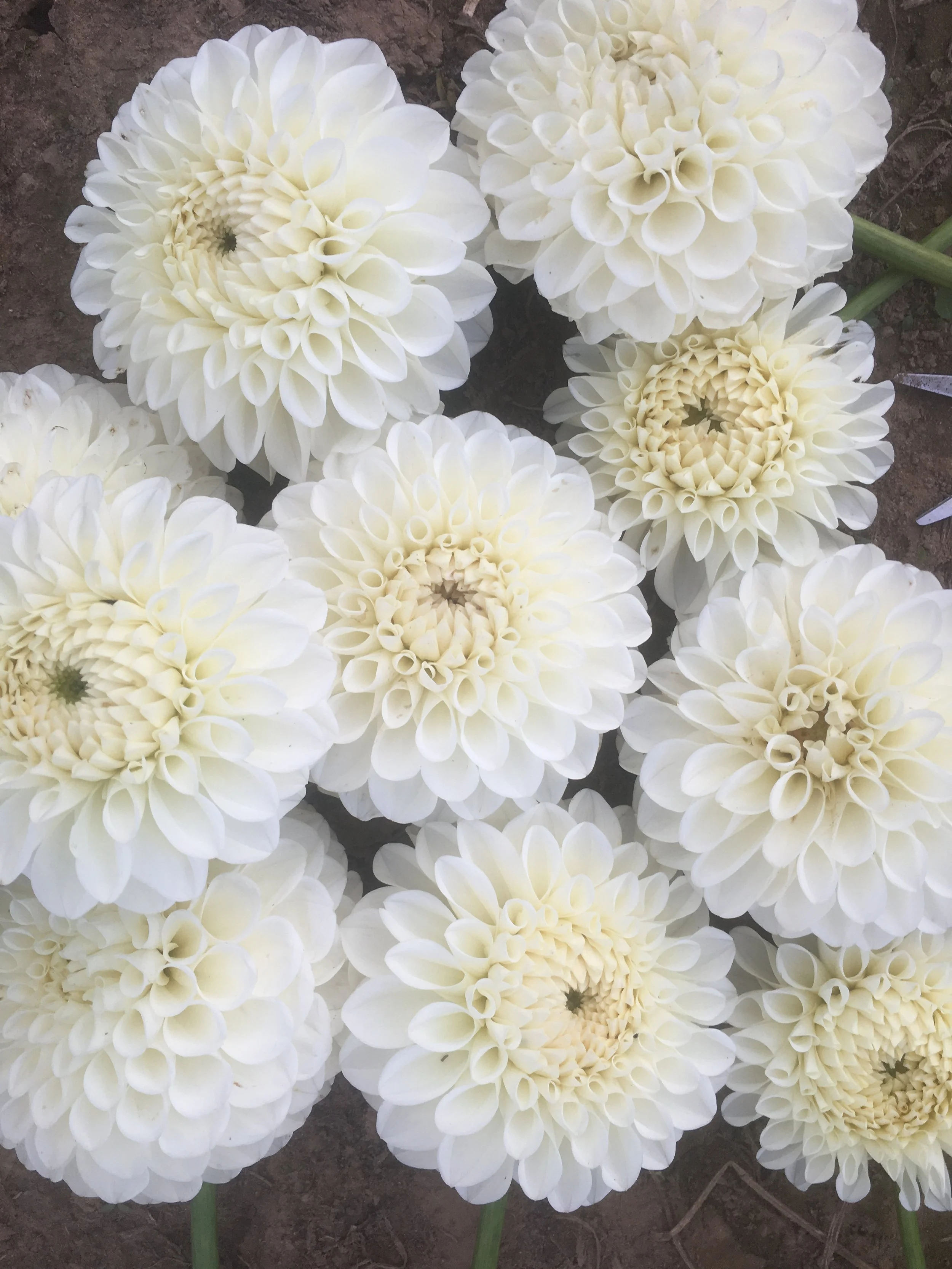 Shop Dahlia Tubers — Trademarks Flower Farm