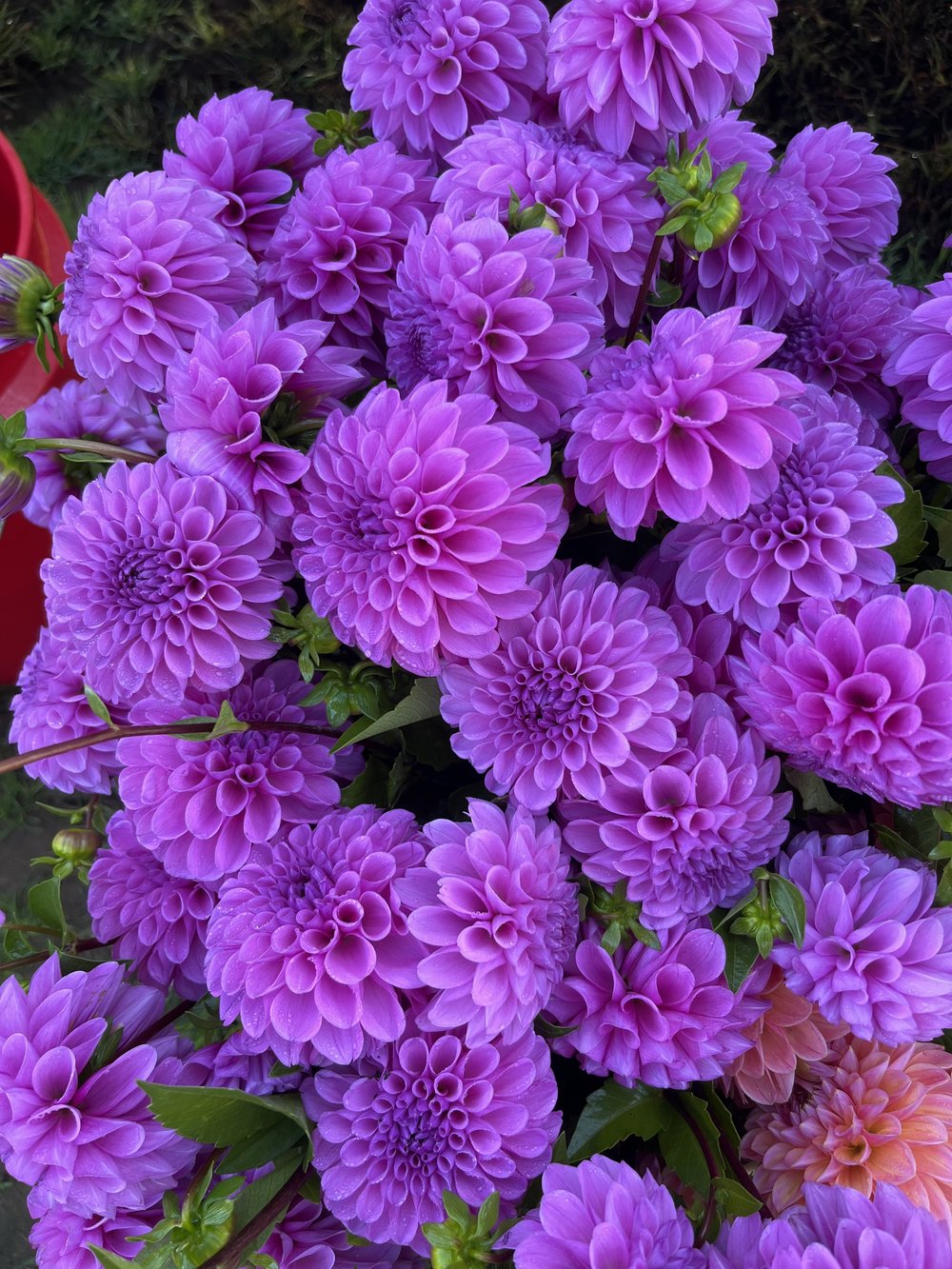 Top Dahlia Varieties in 2025 — Trademarks Flower Farm