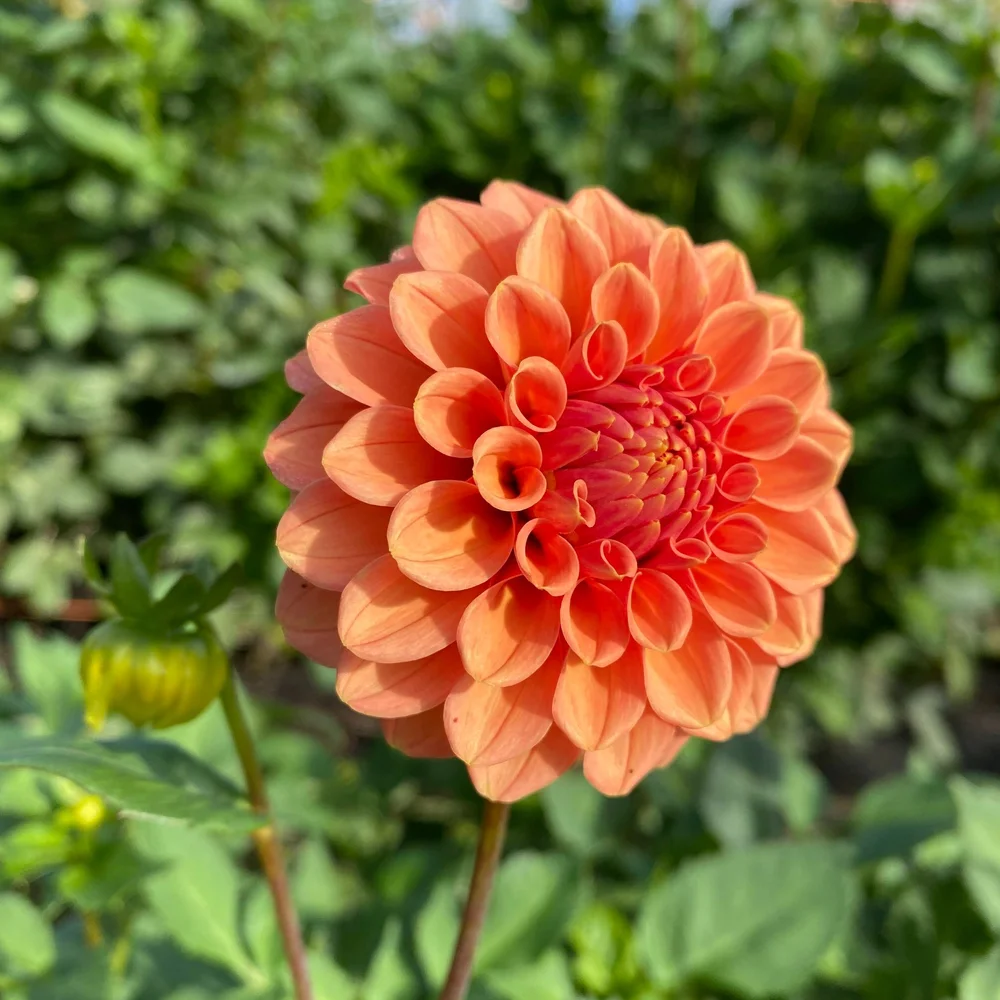TMFF's Favorite Dahlia Varieties — Trademarks Flower Farm