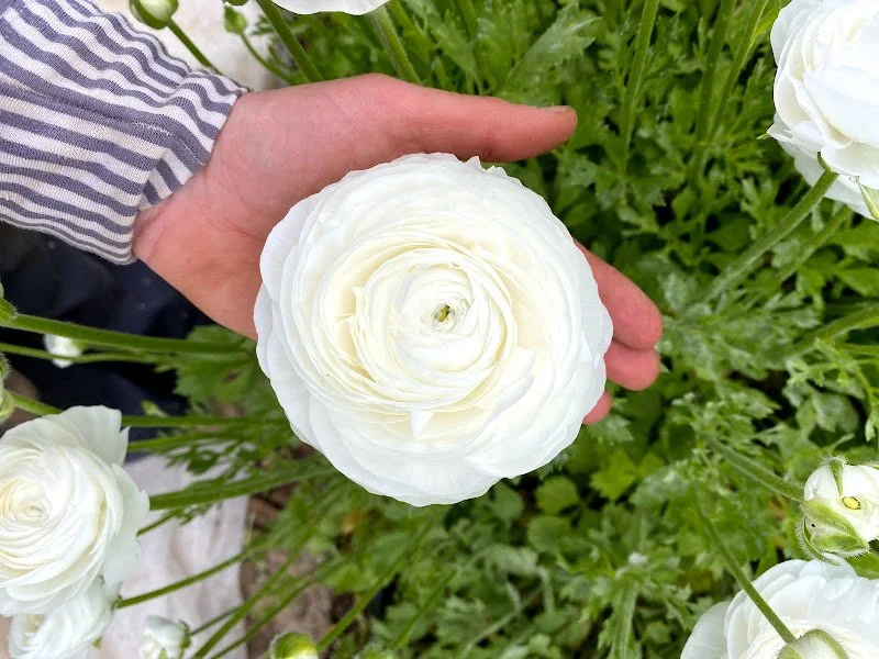 TMFF Ranunculus Varieties — Trademarks Flower Farm