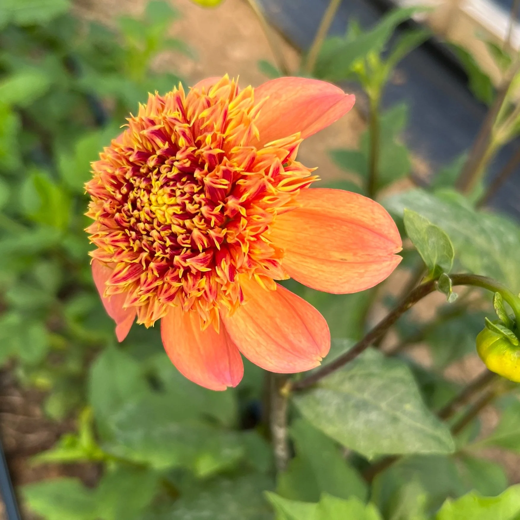 Top Dahlia Varieties in 2025 — Trademarks Flower Farm