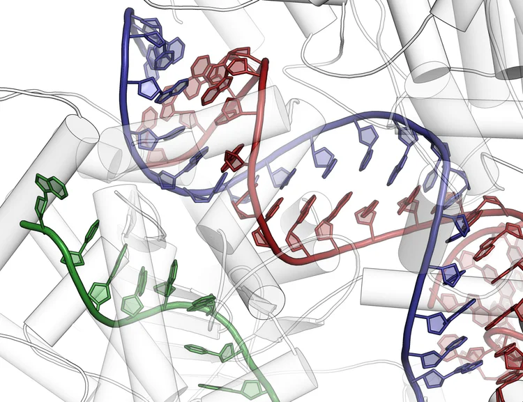 PyMOL — Wilson Lab