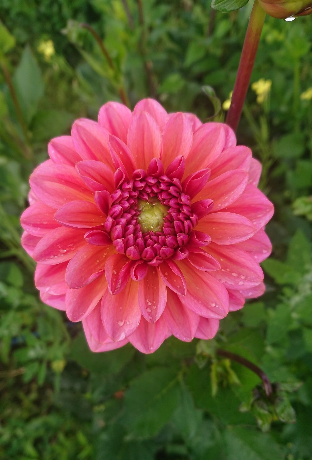 Dahlia Tubers — Beezie's Blooms
