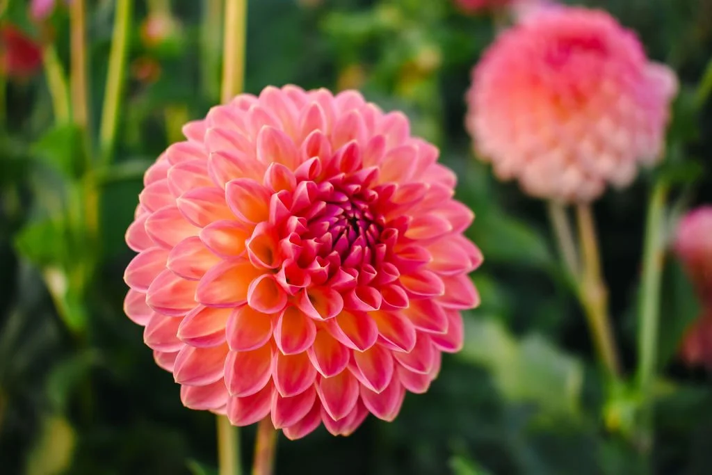 Hillcrest Suffusion — Beezie's Blooms