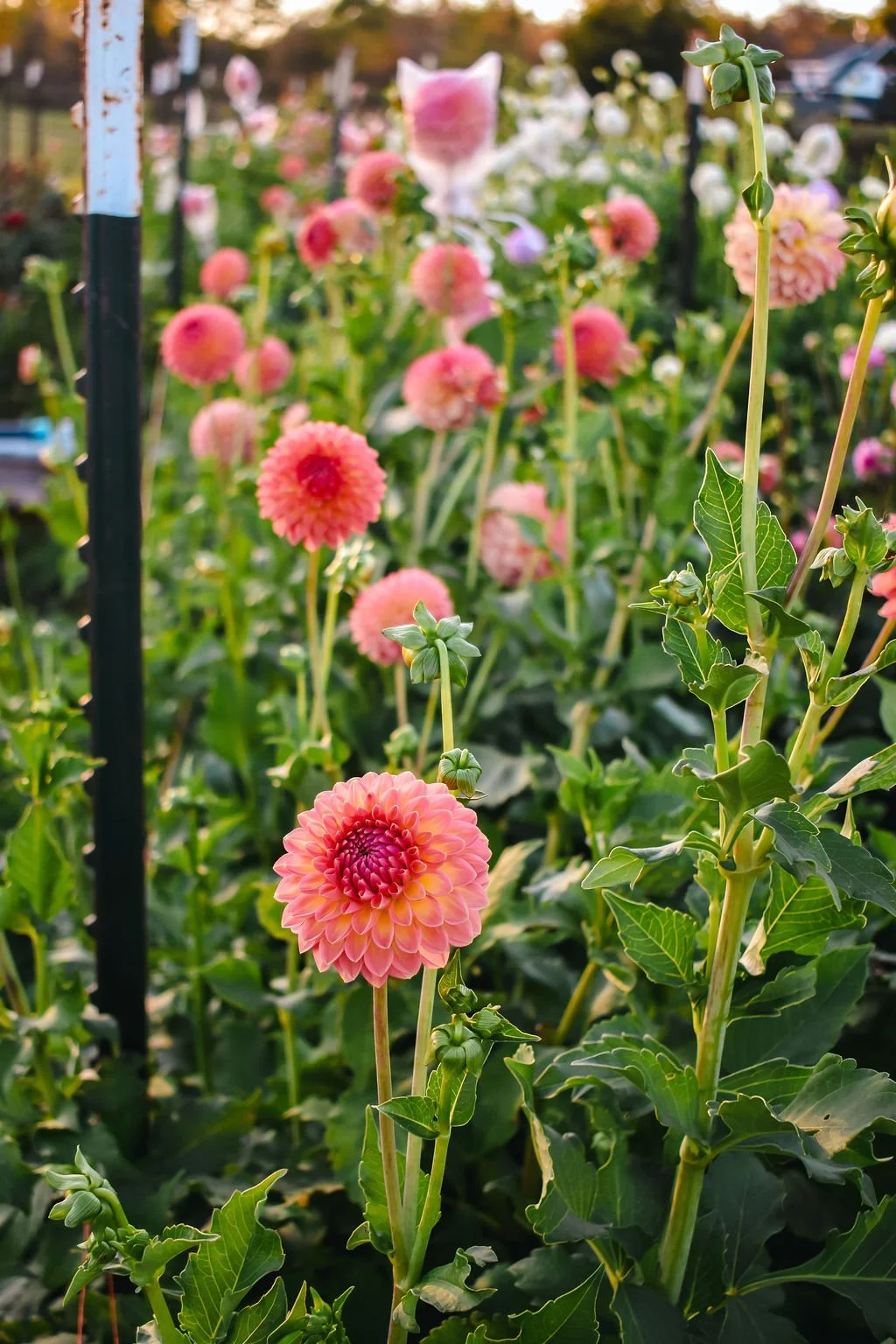Hillcrest Suffusion — Beezie's Blooms