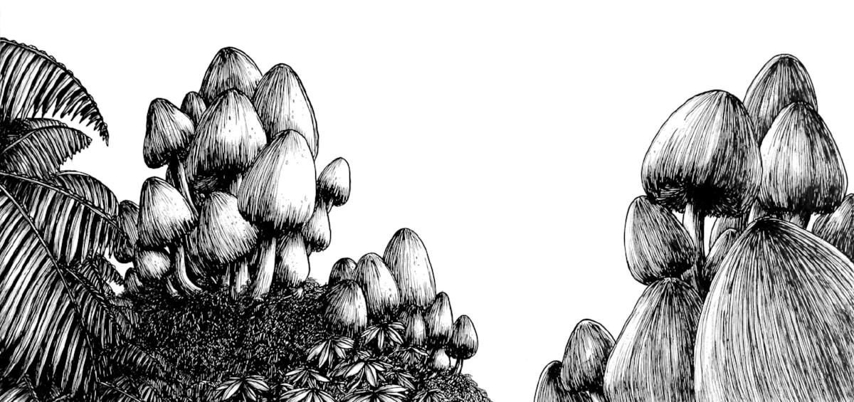 Mycology Drawings