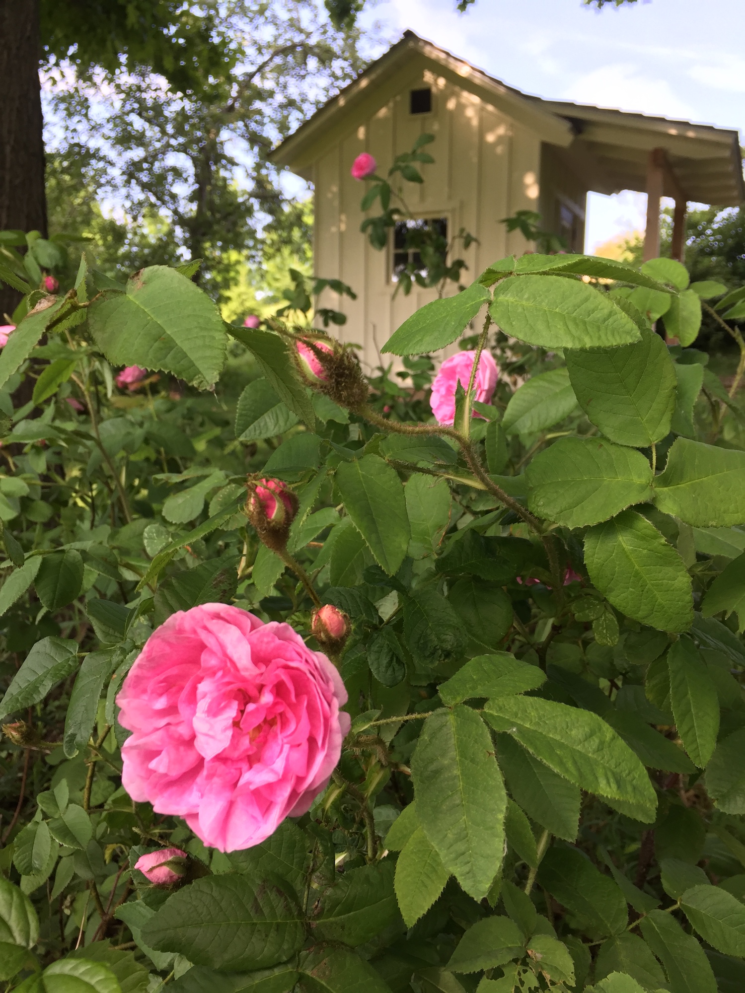 backyard garden — Dawn Stafford