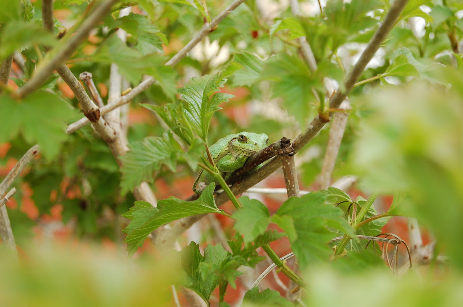 backyard garden — Dawn Stafford