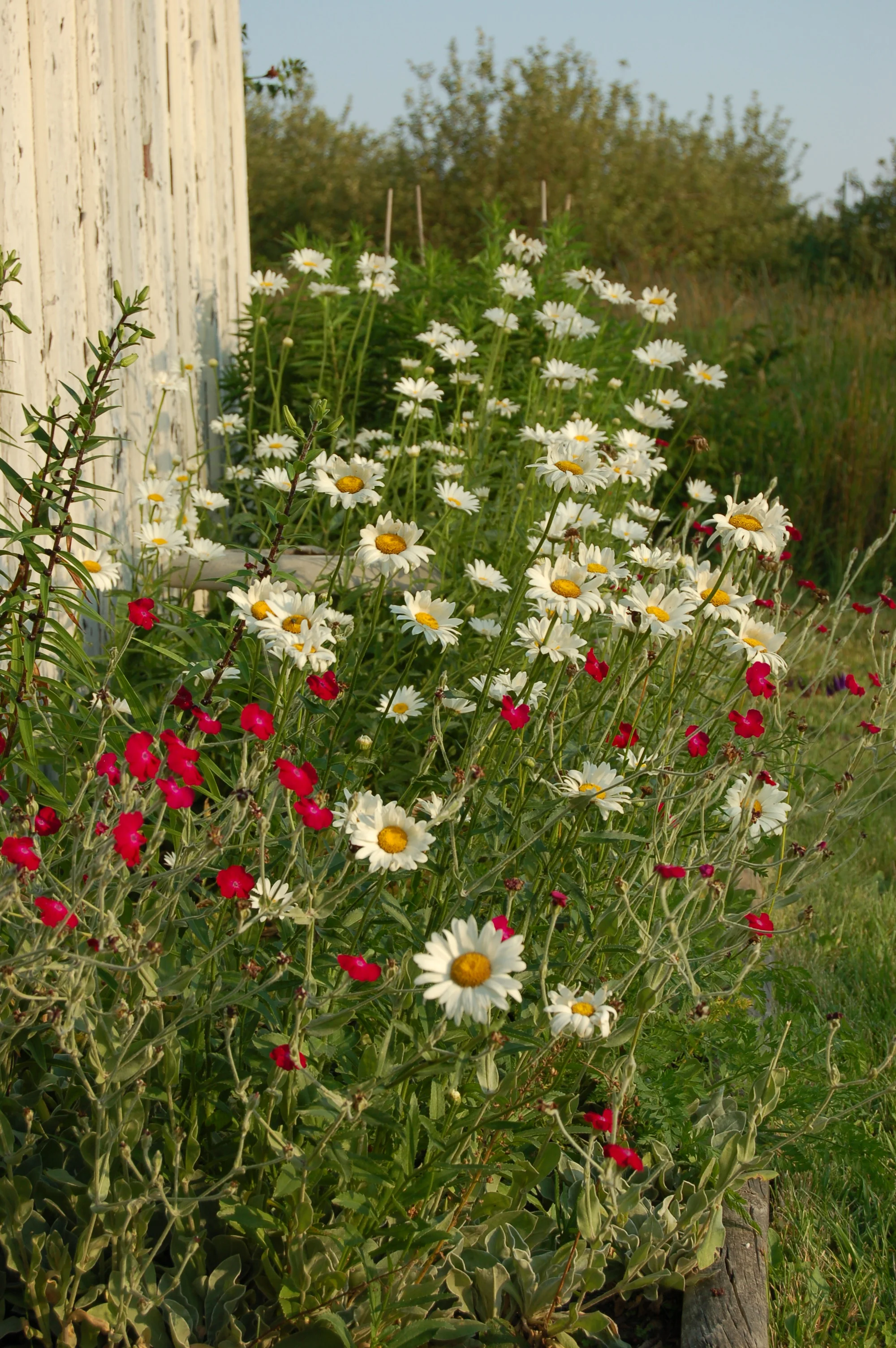 backyard garden — Dawn Stafford