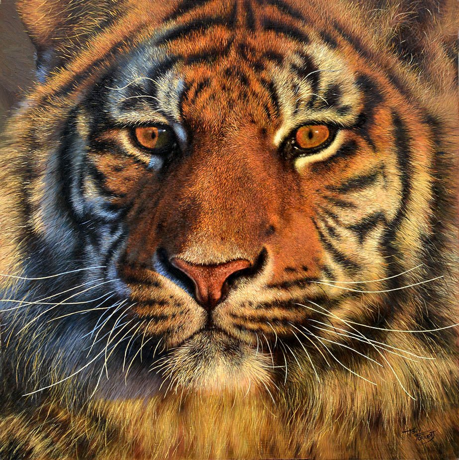 tony forrest wildlife art— tony forrest WILDLIFE ART