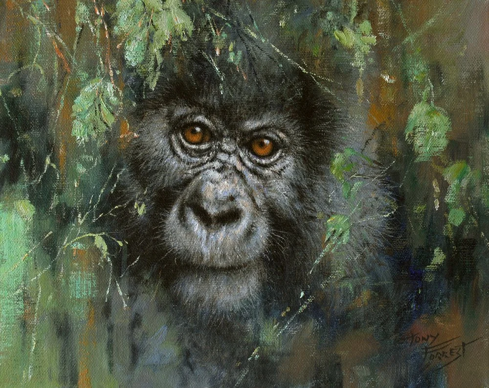 tony forrest wildlife art— tony forrest WILDLIFE ART