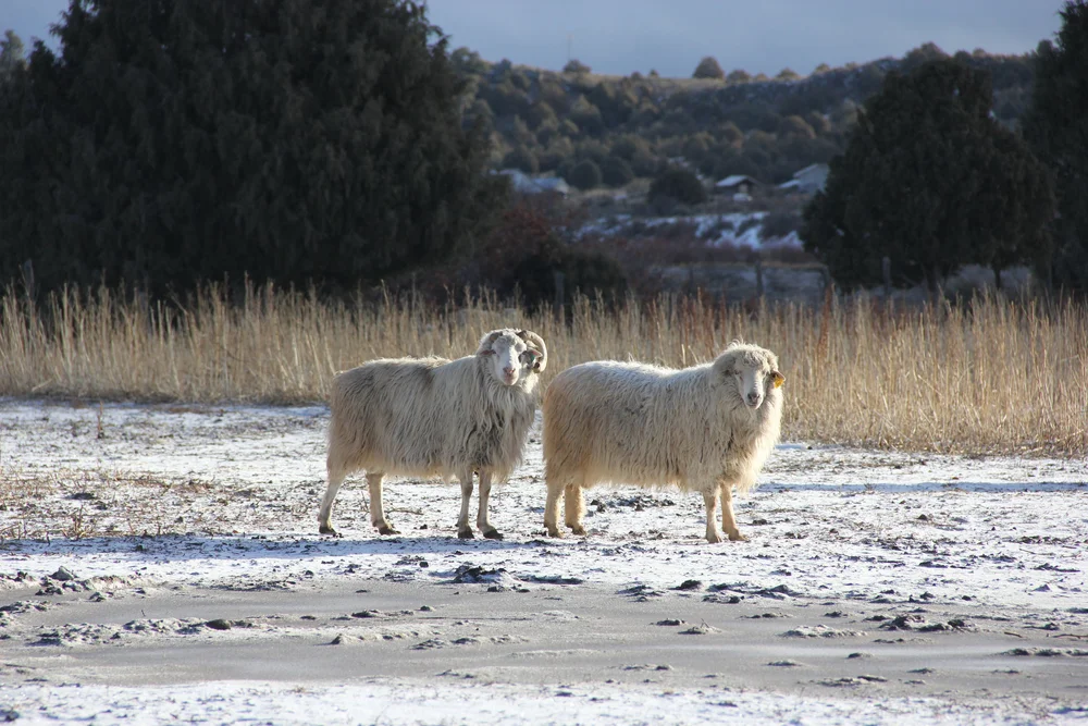 Churro Sheep — Shepherd's Lamb