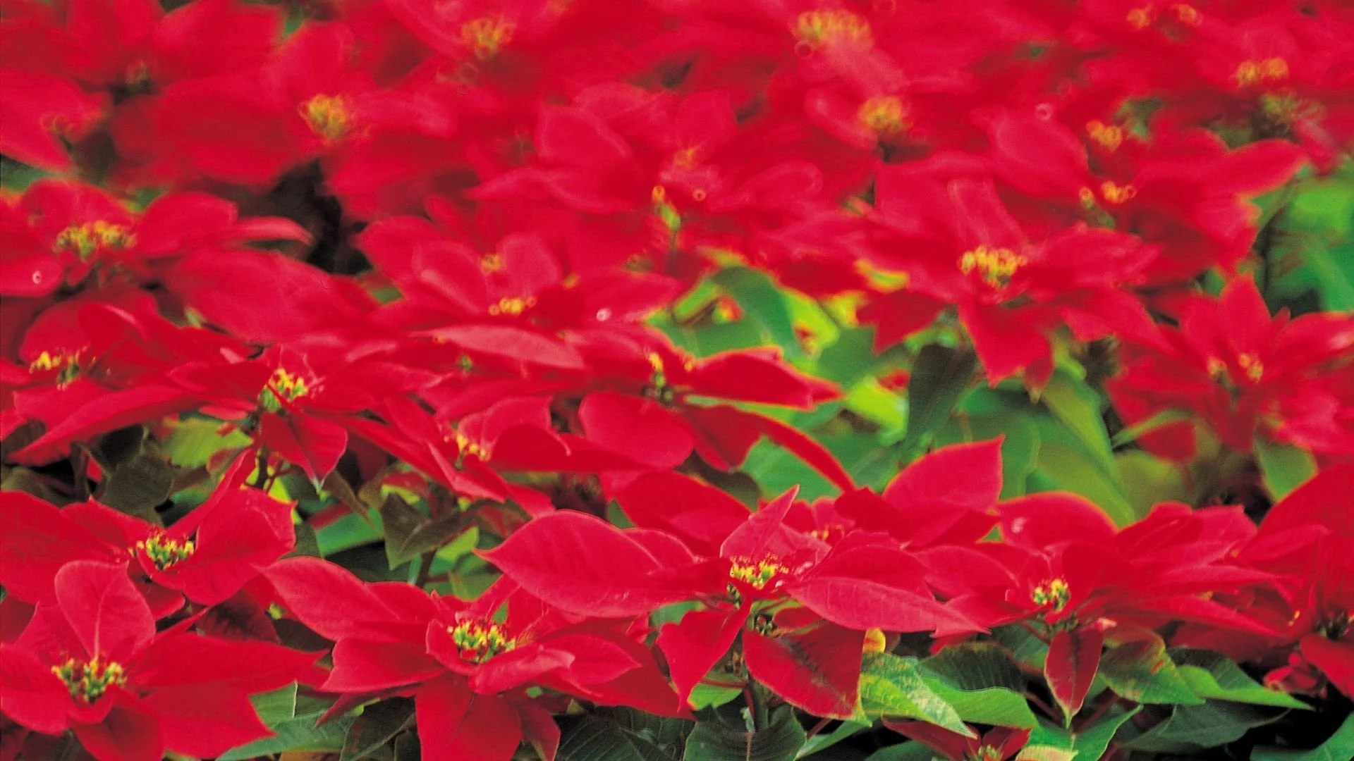 Spark-Y Winter Plant Sale — Spark-Y