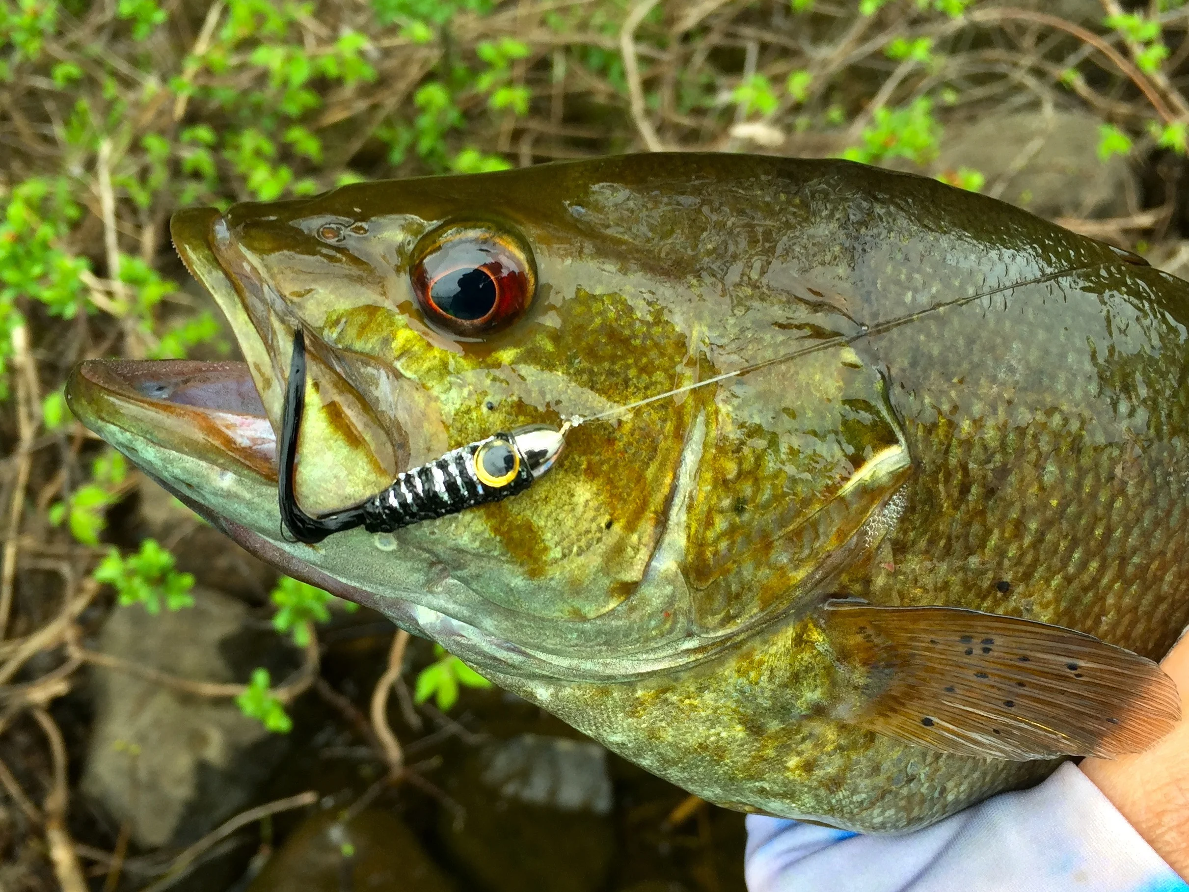 Bass and Panfish — Henry Fly Fishing