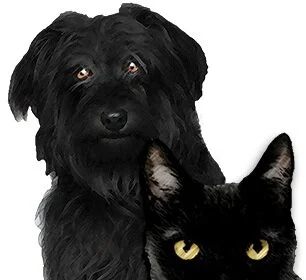 Events — Chicago Cat Rescue