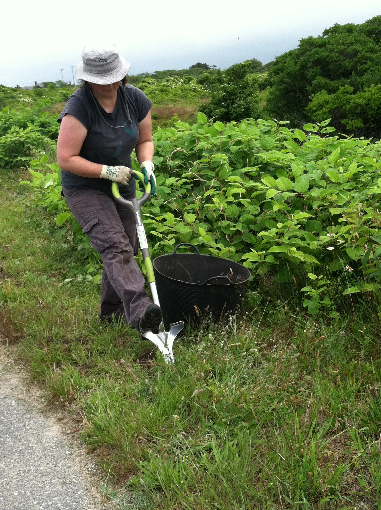 Managing Invasive Plants — Nantucket Biodiversity Initiative