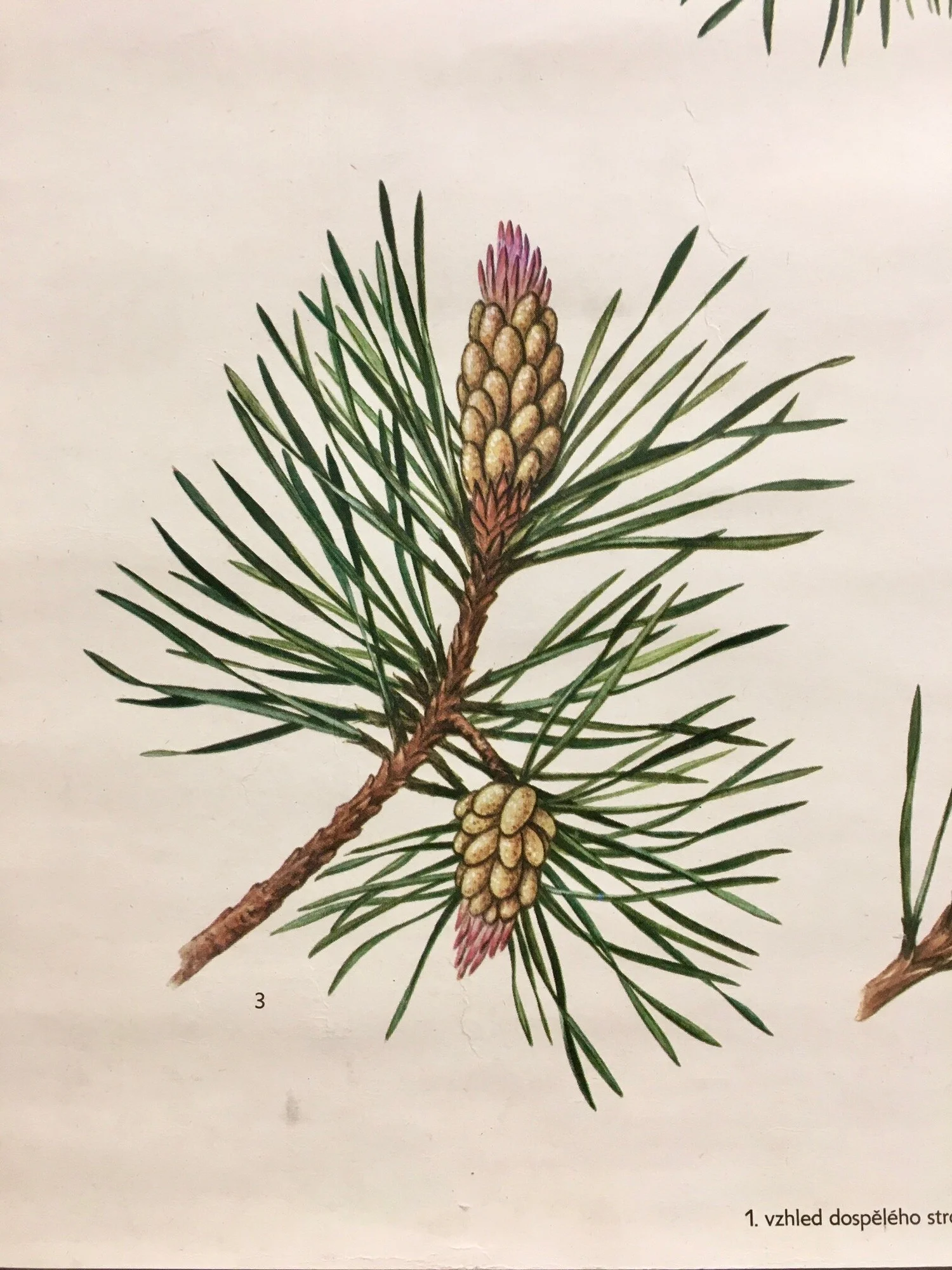 Pine Tree Diagram
