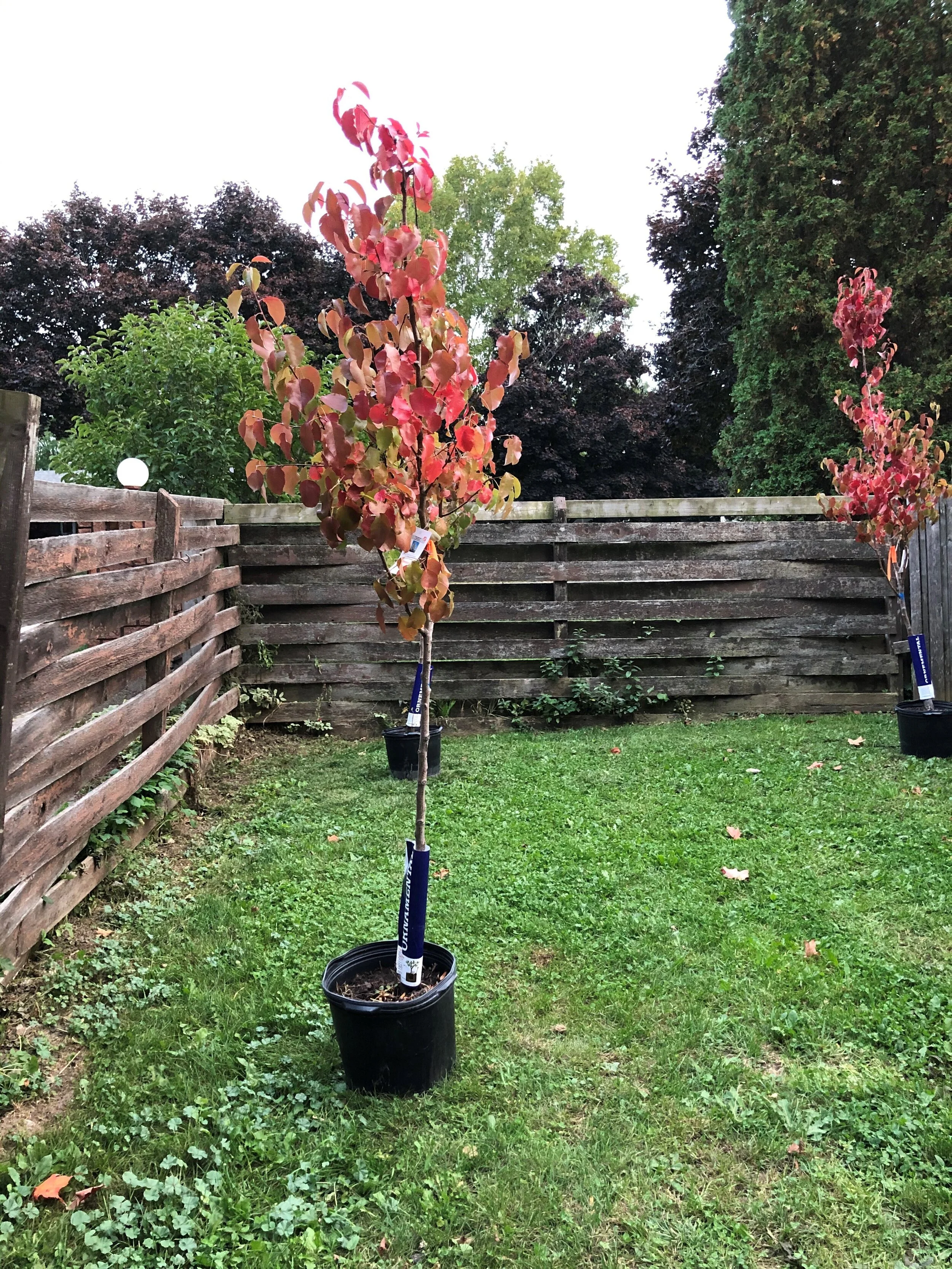 Chanticleer Pear Tree