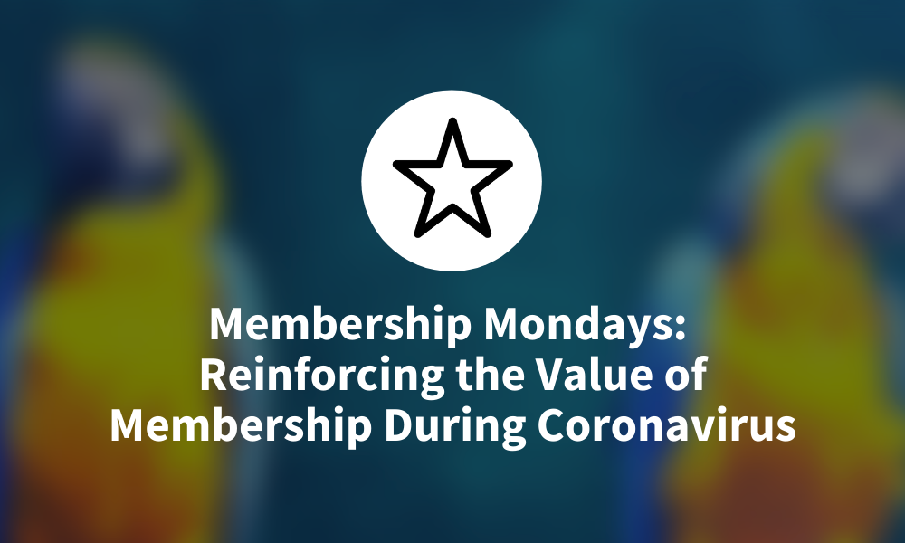 Webinar Highlights: Membership Mondays - Value During Covid | Cuseum