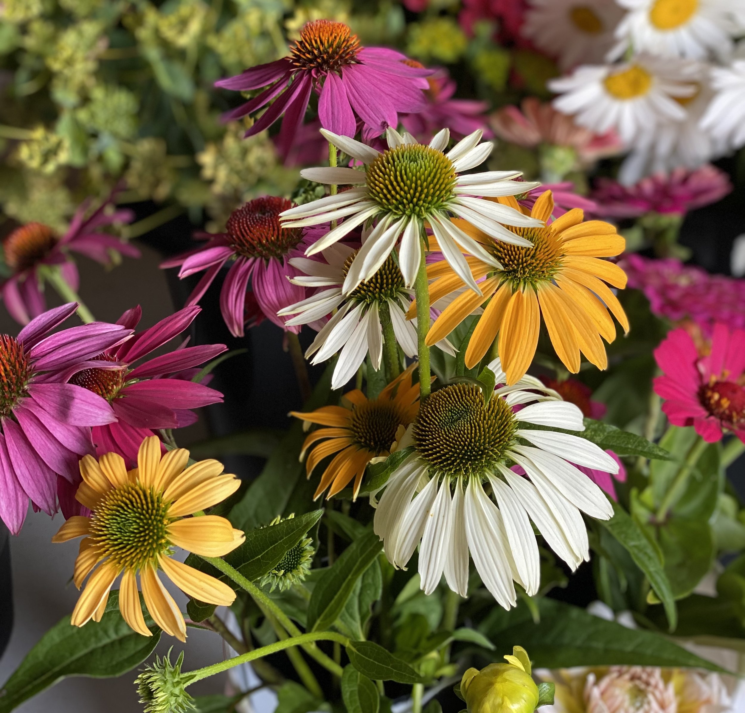 Salt Farm Flowers | Fresh, Local, Sustainable