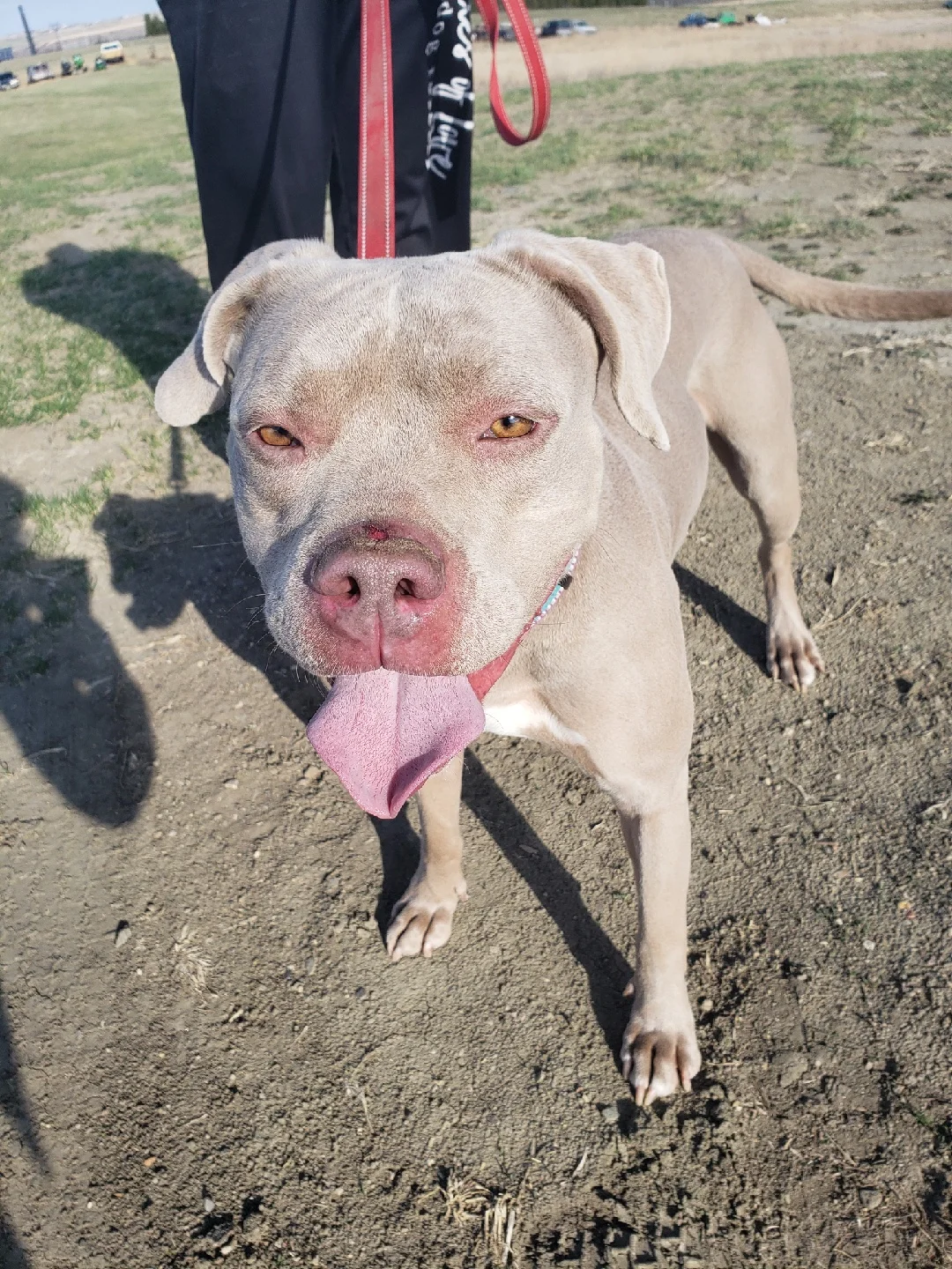 What Is A Blue Fawn Dog