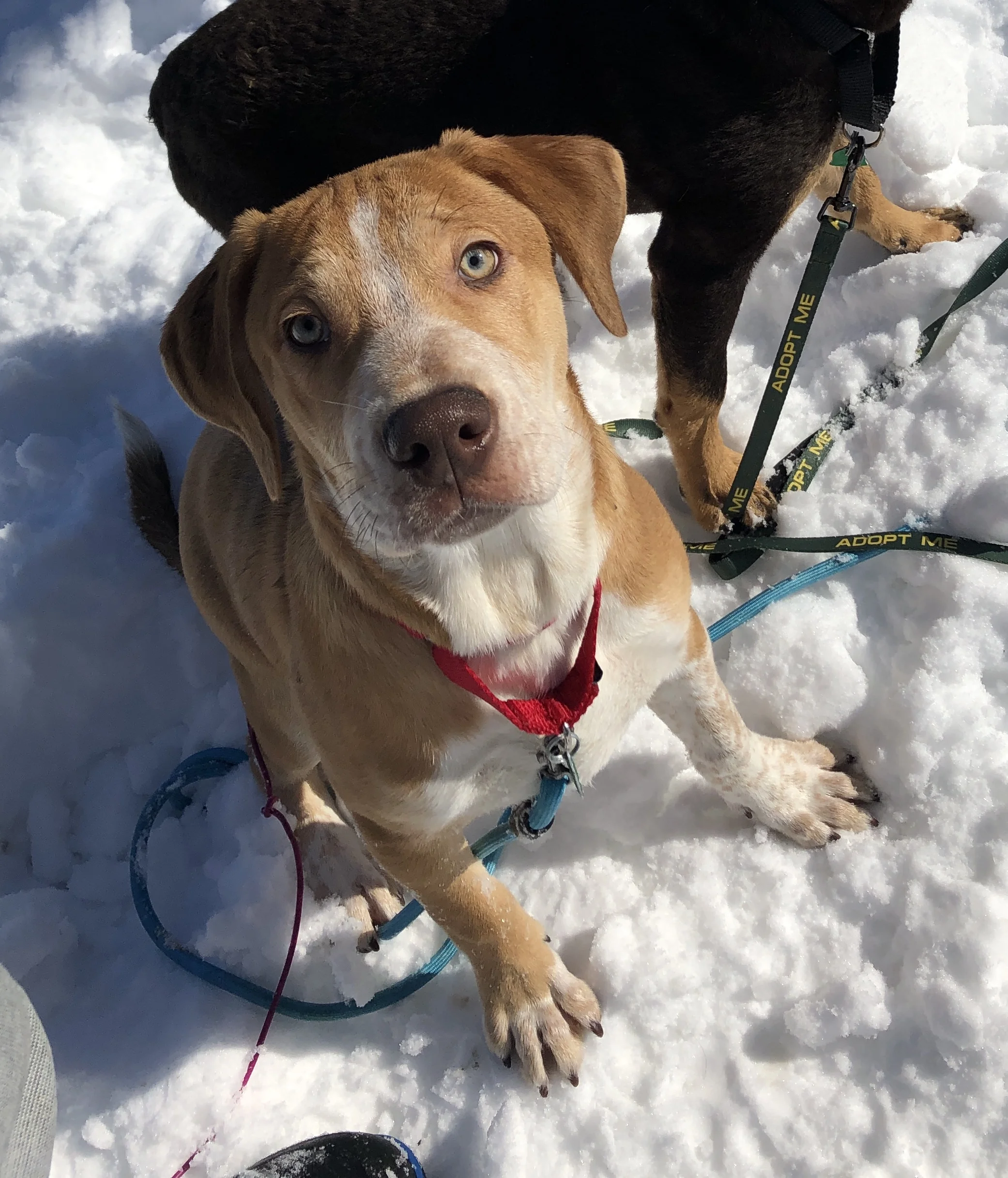 Basenji Golden Retriever Mix