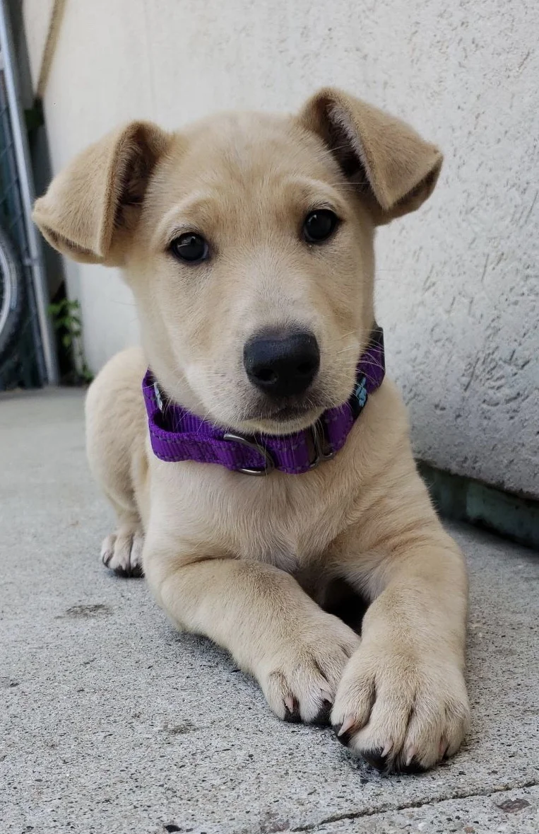 Shepherd Yellow Lab Mix